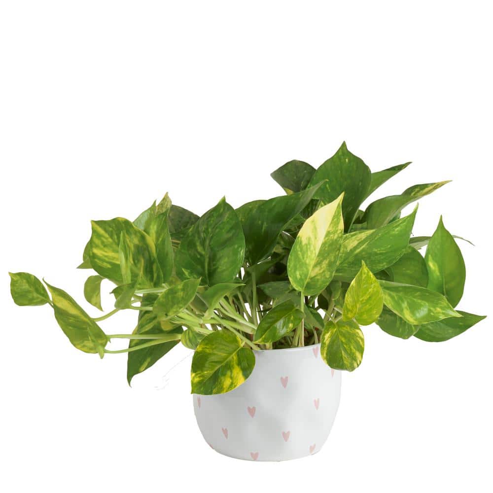 Costa Farms Pothos Indoor Plant in 6 in. Premium Ceramic Pot, Avg ...
