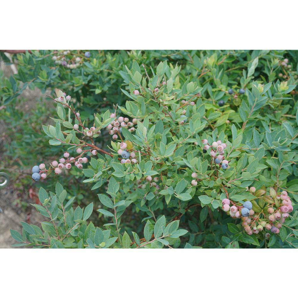 PROVEN WINNERS 4.5 qt. Splendid!Blue Highbush Blueberry (Vaccinium ...