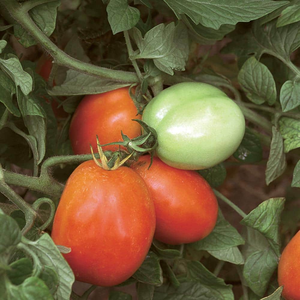 Garden Club Tomato 'Little Napoli' Vegetable Plant 1008740898 - The ...