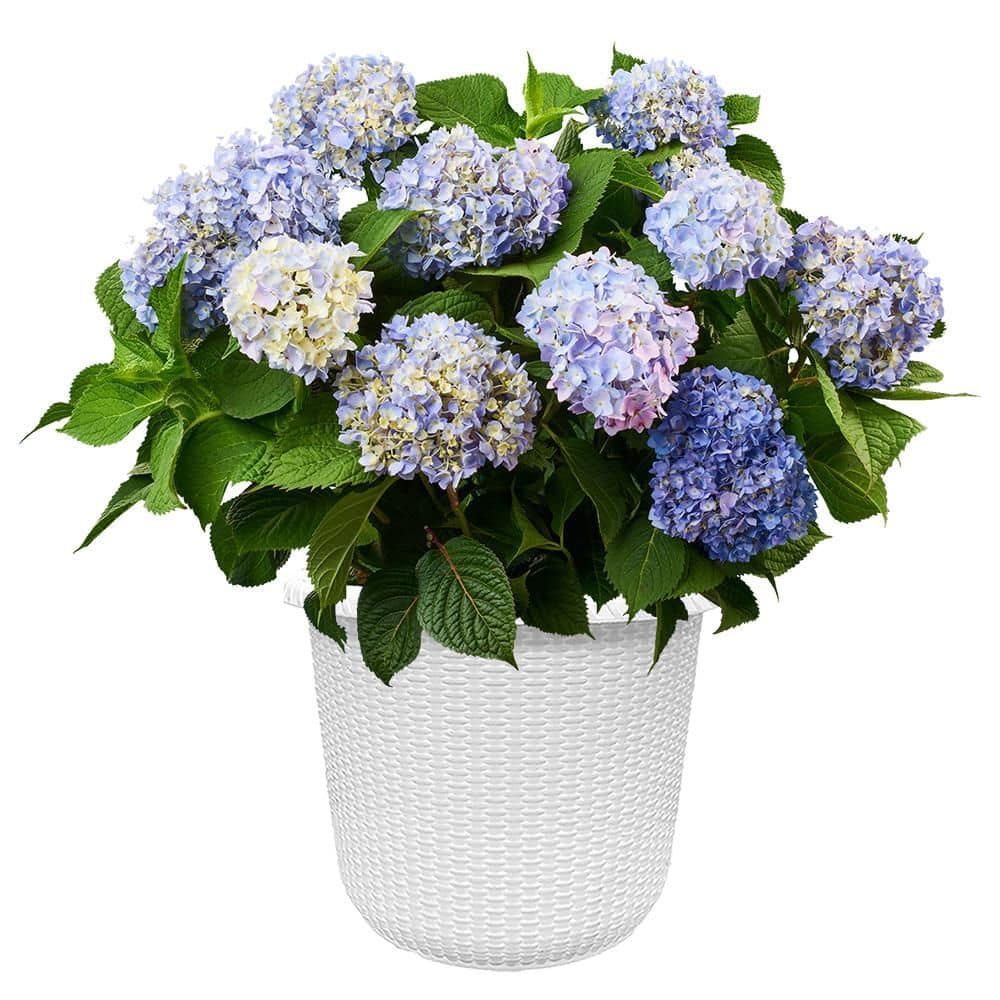 Endless Summer 2 Gal. The Original Bigleaf Hydrangea Flowering Shrub ...