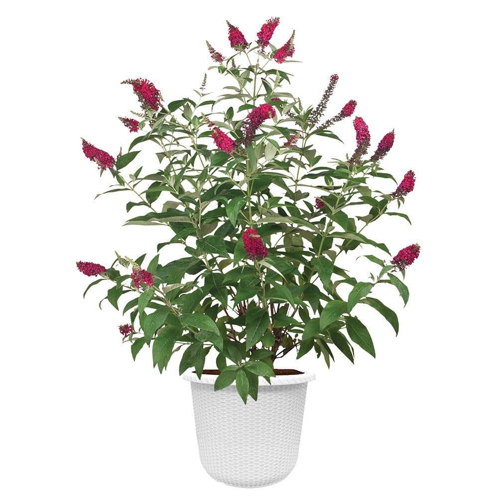 PROVEN WINNERS 2 Gal. Buddleia Miss Molly Plant with Amethyst Toned ...