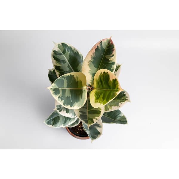 Variegated Rubber Tree Plant