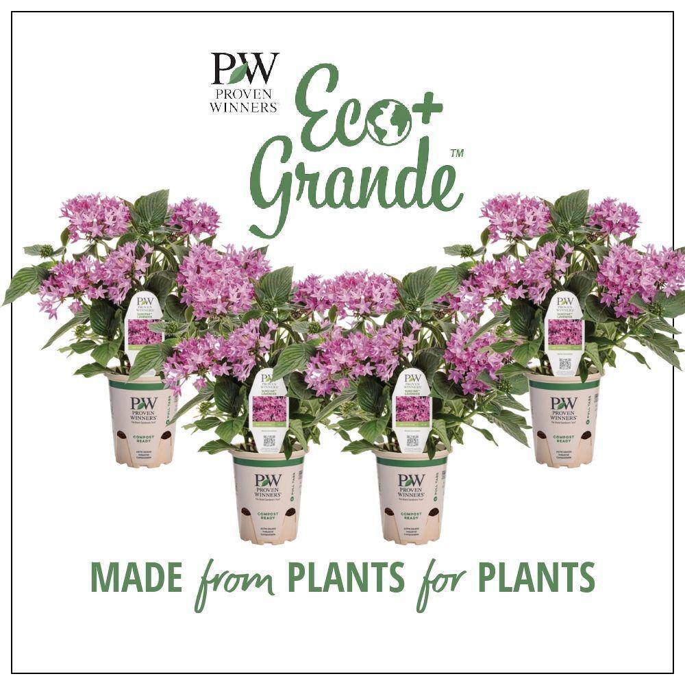 PROVEN WINNERS 4.25 in. Eco+Grande Sunstar Lavender Egyptian Star ...