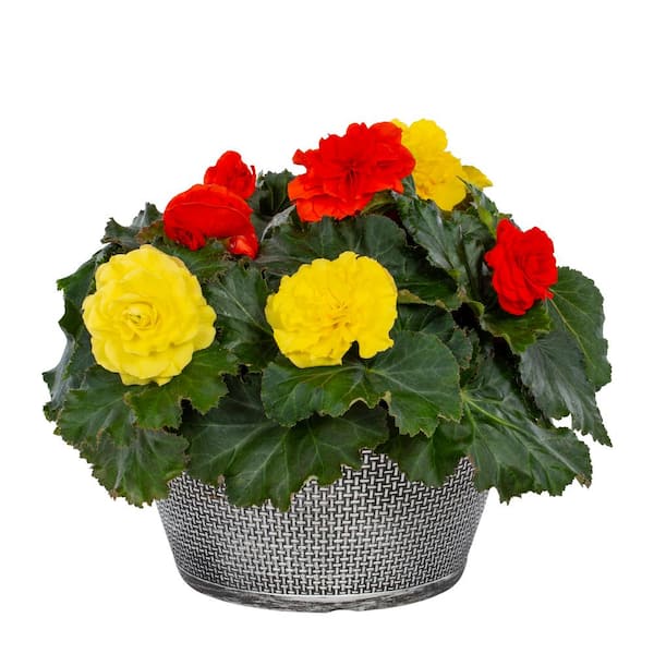 METROLINA GREENHOUSES 1 Gal. Begonia Mix in Decorative Color Bowl ...