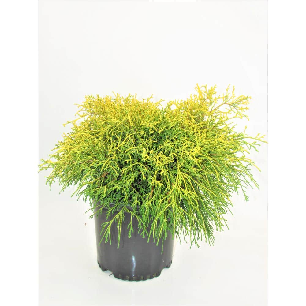 BELL NURSERY 3 Gal. Chamaecyparis Gold Mop Live Evergreen Shrub ...