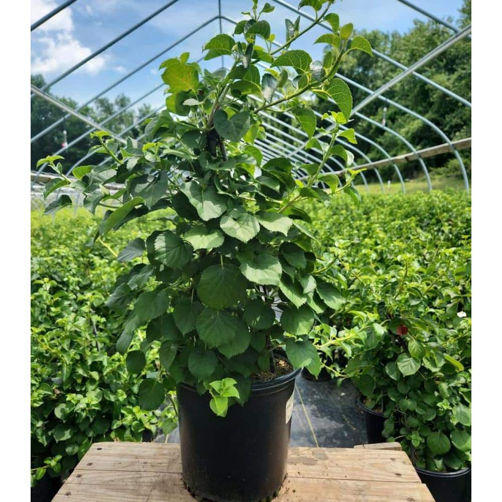 Green Promise Farms 1 Gal. Climbing Hydrangea, Live Plant with White ...