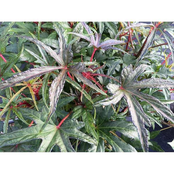 Wekiva Foliage Apache BlackBerry Plant-10 Live Starter Plants-Rubus ...