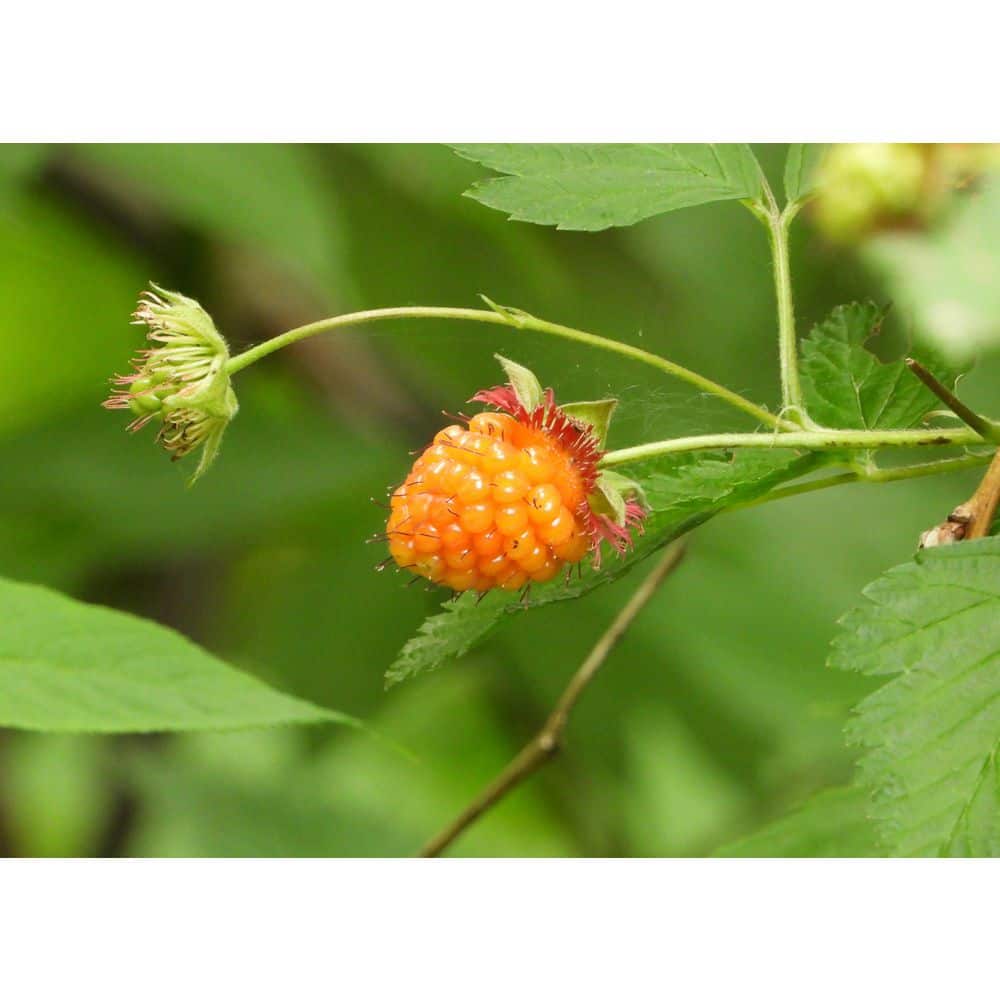 Online Orchards 1 Gal. Salmonberry Native Shrub with Golden Sweet Fruit ...