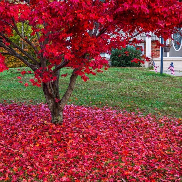 Maple Tree - Red - Trees - The Home Depot