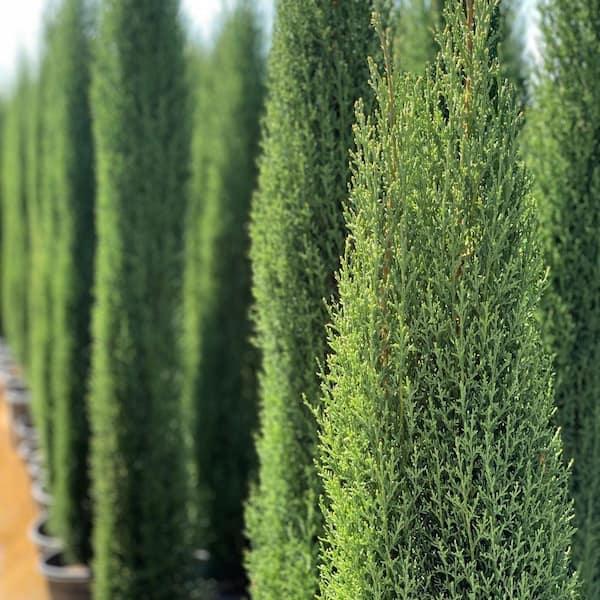 Alder & Oak #5 Container-'Totem' Dwarf Italian Cypress Tree CUTI05 ...