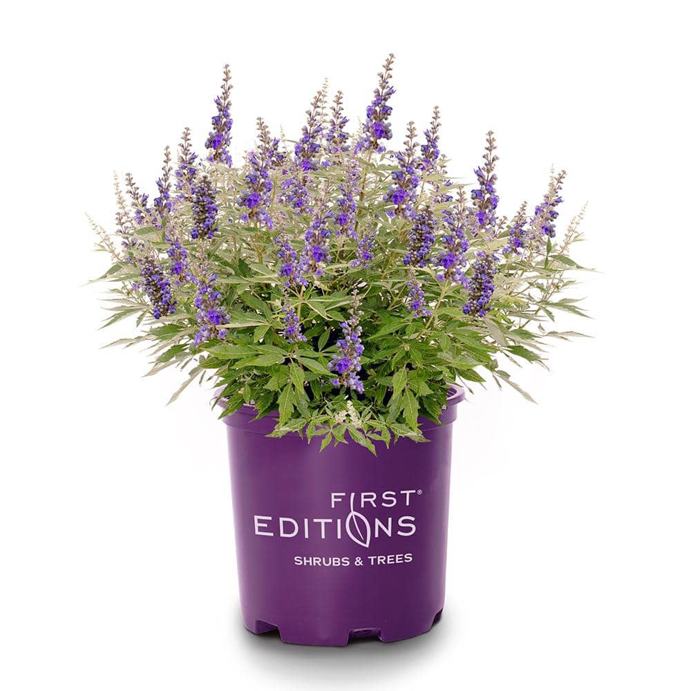 FIRST EDITIONS 2 Gal. Violet Mist Vitex Chastetree Shrub with Blue ...