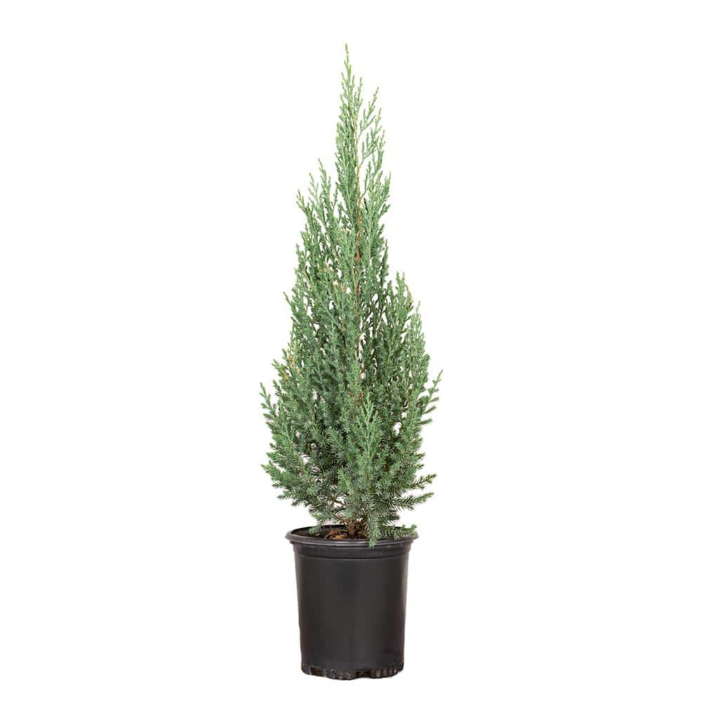 Alder & Oak #5 container Blue Point Juniper Tree JUBL05 - The Home Depot