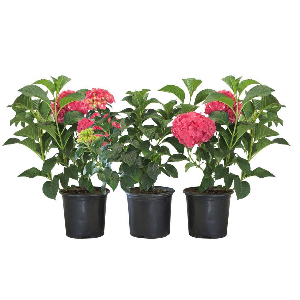 Endless Summer 8 in. Summer Crush Reblooming Hydrangea Flowering Shrubs ...