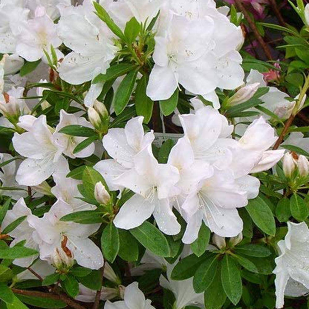 FLOWERWOOD 2.5 Qt. Mrs GG Gerbering Azalea, Evergreen Shrub With Asian ...