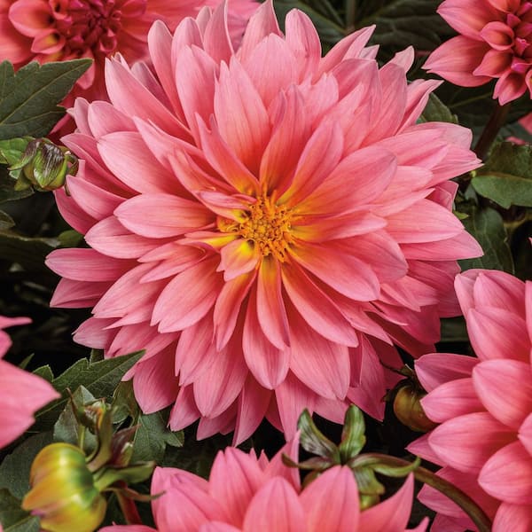 Proven Winners 7 in. Royale Virtuoso Pinkerific Dahlia (Dahlia ...