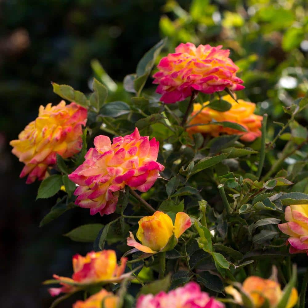 national PLANT NETWORK Bareroot Rainbow MiniFlora Patio Tree Rose Plant ...