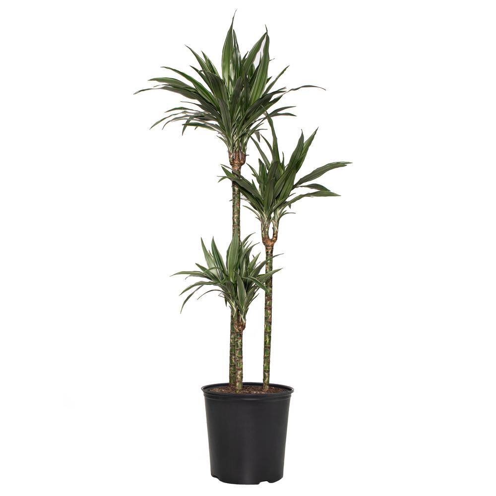 national PLANT NETWORK 10 in. Dracaena Warneckii Compacta 3-2-1 in 3g ...