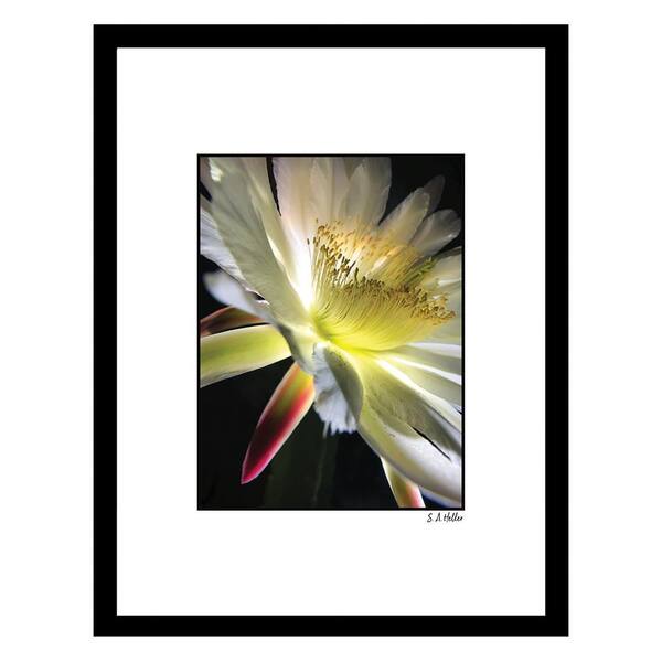 Heller Photography Bloom Parade Framed Printed Photograph by Steven A ...