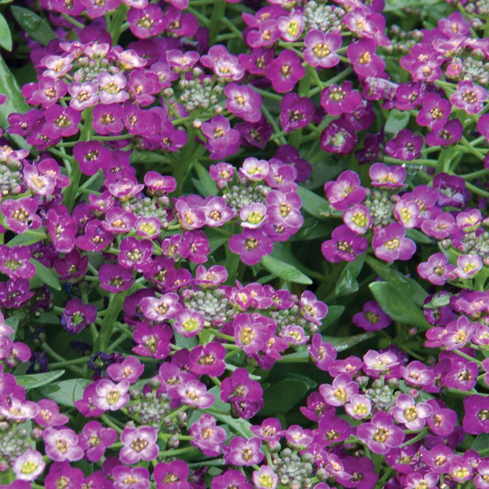 Vigoro 2 qt. Lobularia Easy Breezy Purple Annual Plant 1007426964 - The ...