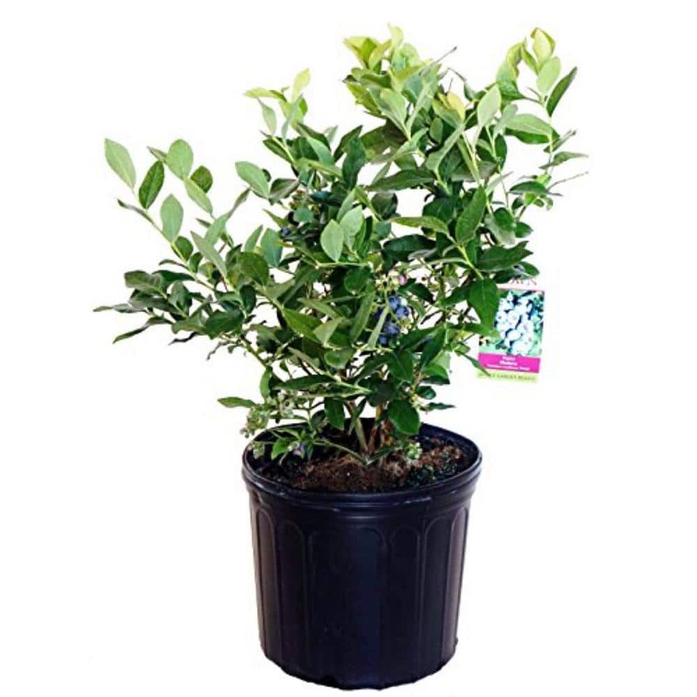 Green Promise Farms 2 Gal. Patriot Blueberry, Live Plant Shrub with ...