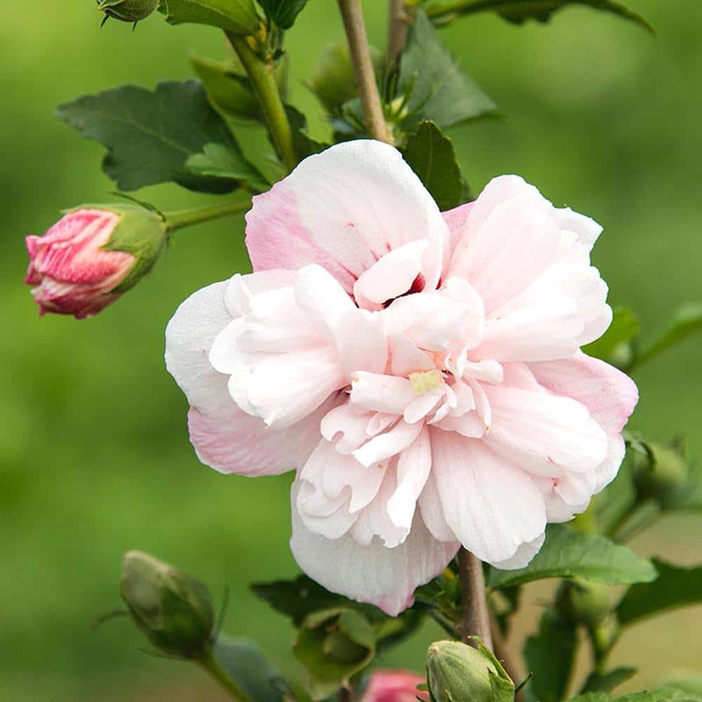 Spring Hill Nurseries 2 25 Gal Strawberry Smoothie Rose Of Sharon