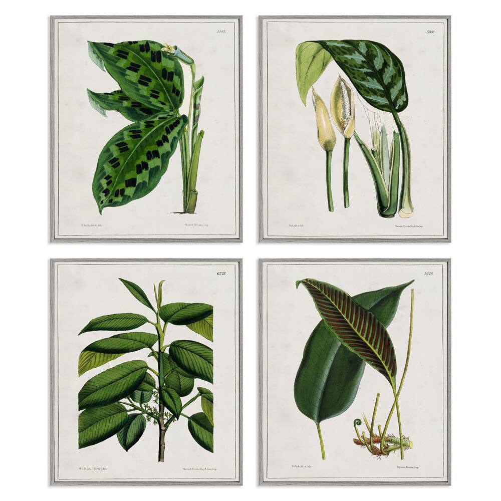 Stupell Industries Tropical Plant Latin Studies by Tina Higgins Designs ...