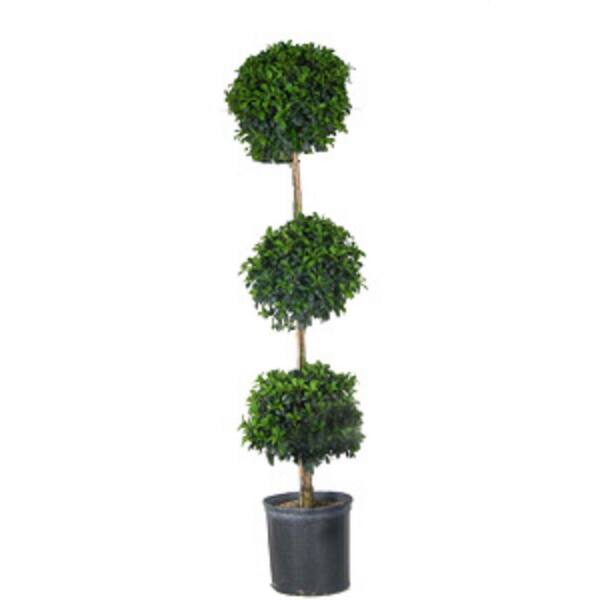 BELL NURSERY 2.35 Gal. Eugenia Topiary Shrub 177071 - The Home Depot