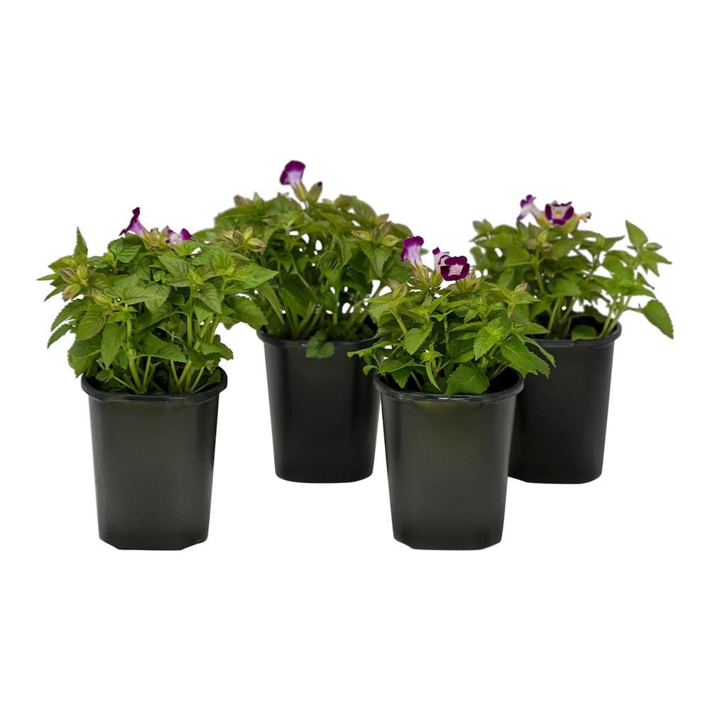 Pure Beauty Farms 1.38 Pt. Torenia Kauia Magenta in 4.5 In. Grower's ...