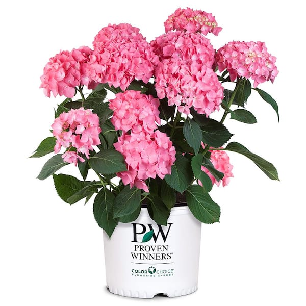 PROVEN WINNERS 2 Gal. Let's Dance Rave Hydrangea Shrub with Pink and ...