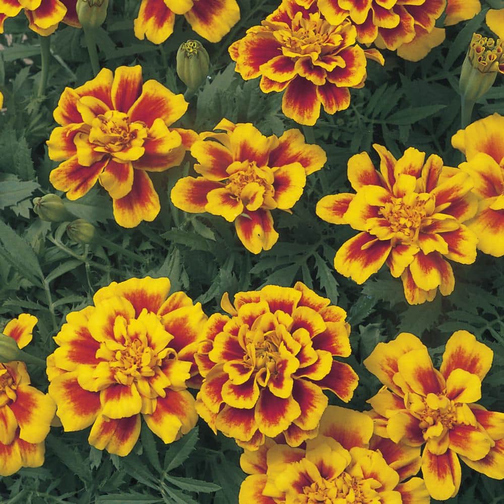 1.88-Pint Dwarf Bicolor Marigold Plant (8-Pack) 66837 - The Home Depot