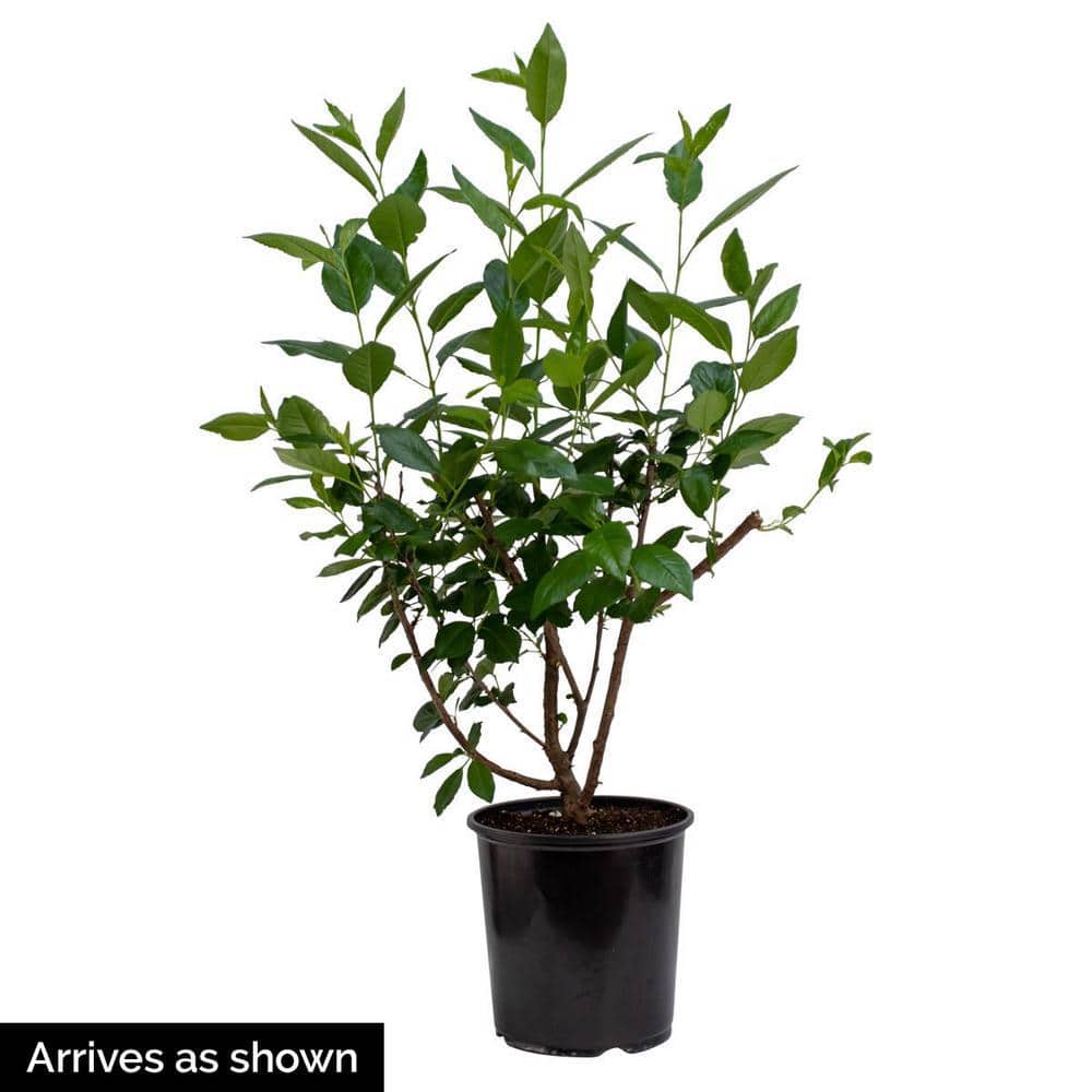 BELL NURSERY 3 Gal. Chestnut Hill Cherry Laurel Flowering Live Shrub ...