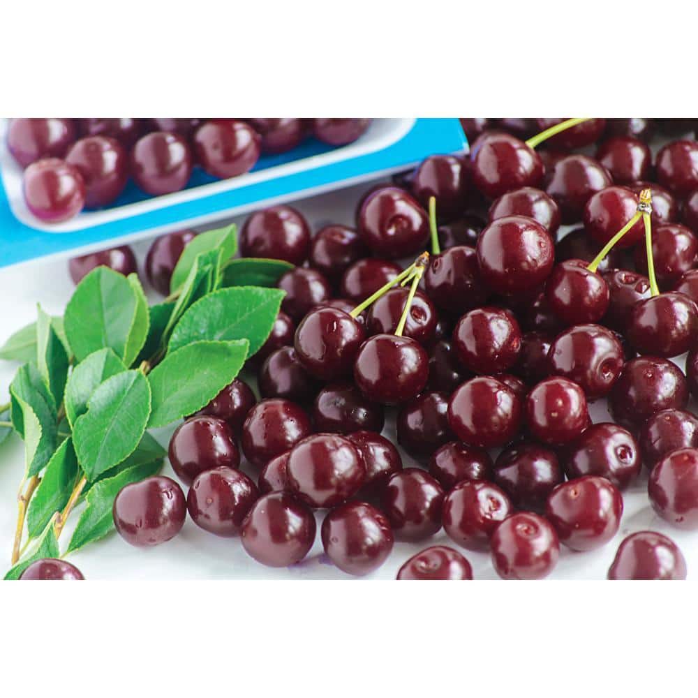 DIRECT GARDENING Romeo Bush Cherry Dormant Bare Root Dwarf Fruit ...