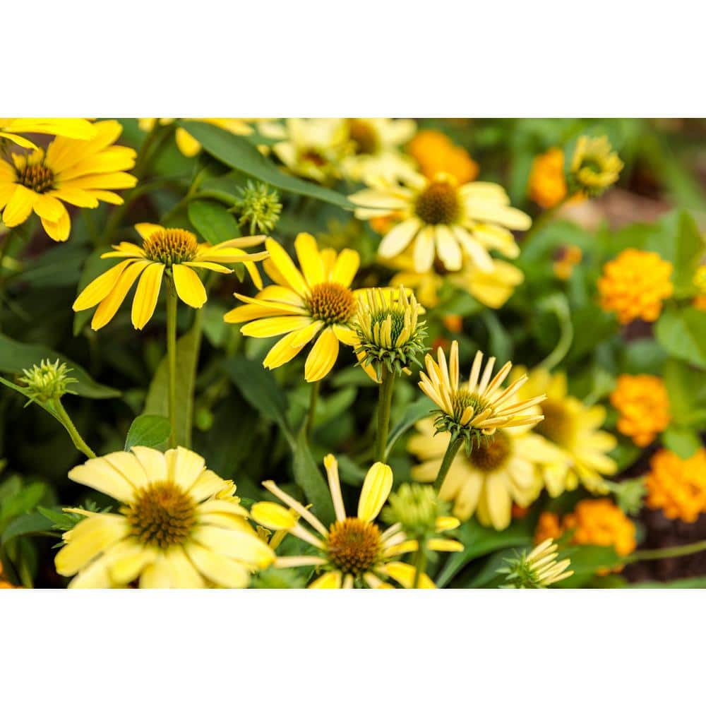 PROVEN WINNERS 1 Gal. Echinacea Yellow My Darling Plant with Yellow ...