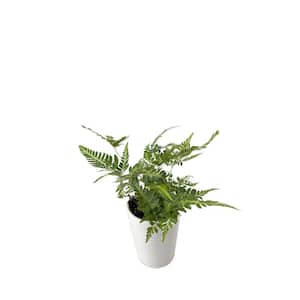 PROVEN WINNERS 3.5 in. leafjoy littles Twirly Whirly Boston Fern ...