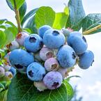 Powder Blue Blueberry