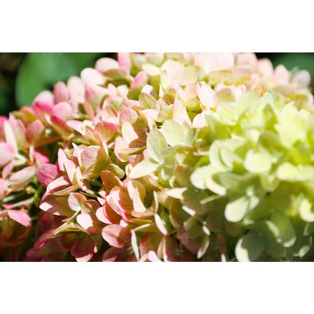 BLOOMIN' EASY Jumbo Pint Dragon Baby Hardy Hydrangea (Paniculata) Live ...