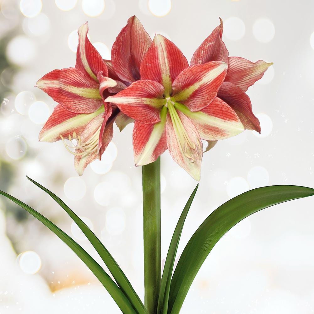 Garden State Bulb 26/28cm, Opal Star Amaryllis Flower Bulbs (Bag of 3 ...