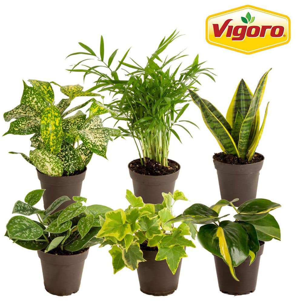 Vigoro Assorted Foliage Indoor Houseplant Collection in 3.8 in. Grower ...