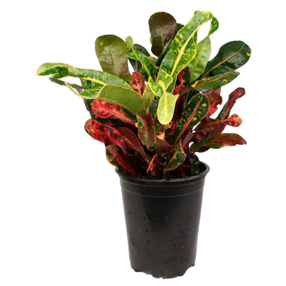 Costa Farms 6 in. Codiaeum Croton Mammey Plant C1G2 - The Home Depot