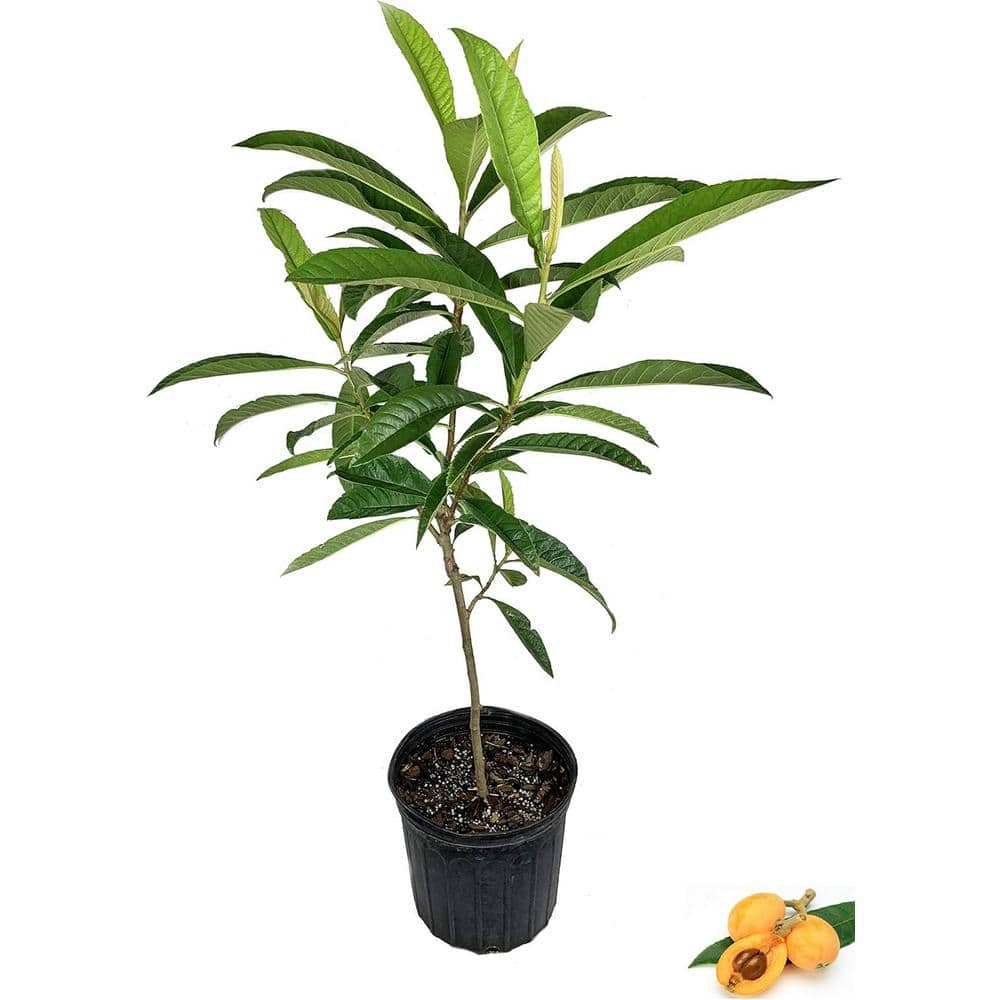 Have a question about Wekiva Foliage Loquat Tree-Japanese Plum-Live ...