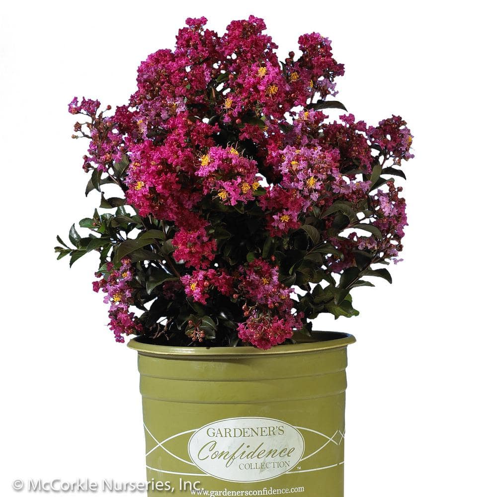Vigoro 2 Gal. Berry Dazzle Crape Myrtle Dwarf Live Shrub (Lagerstroemia ...