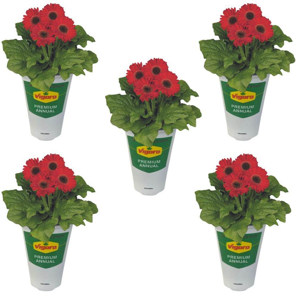 Vigoro 1 qt. Gerbera Daisy Annual Plant with Red Flowers (5-Pack ...
