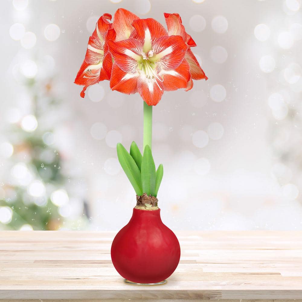 Garden State Bulb Red Waxed Minerva Amaryllis Flower Bulb, 30/32cm (1 ...