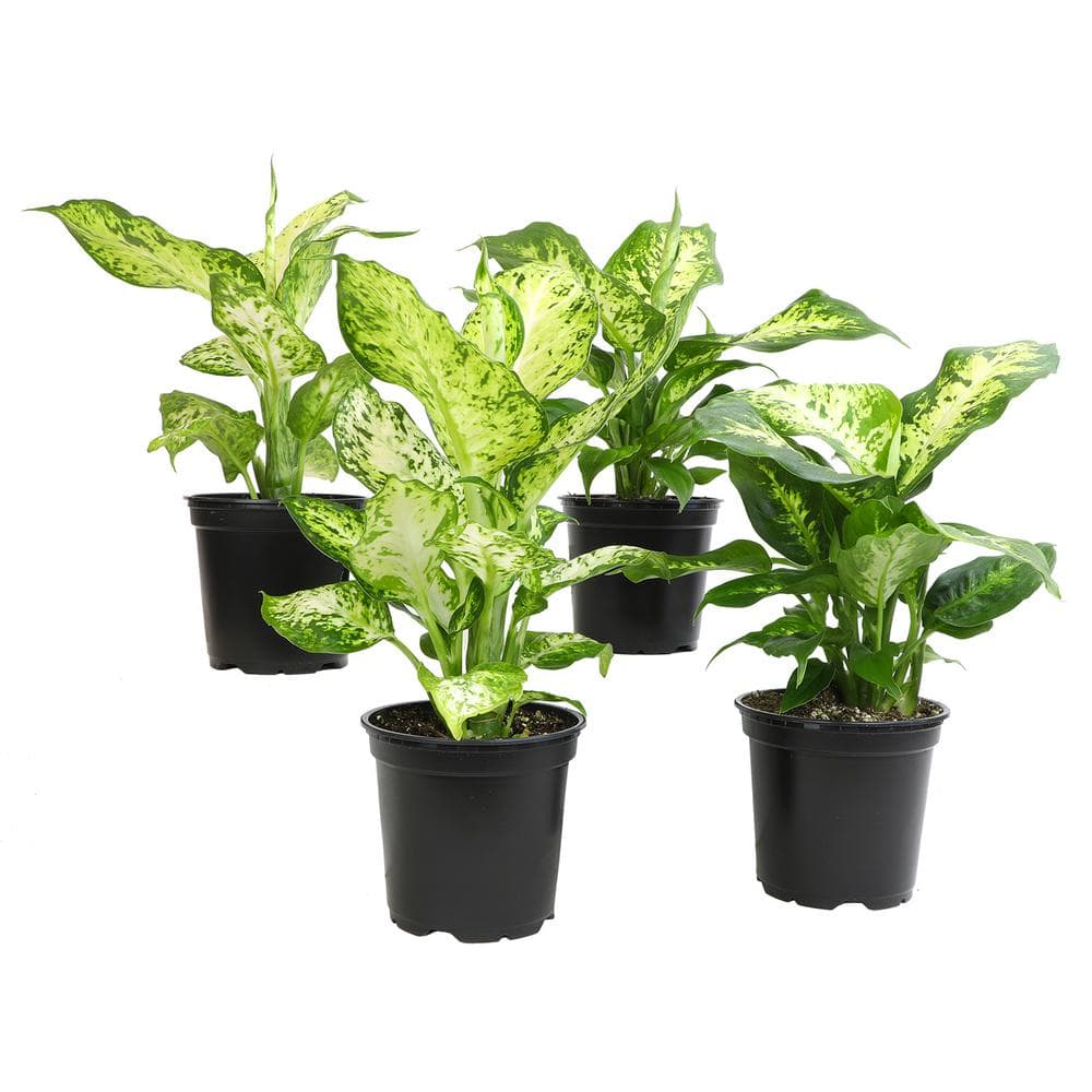 ALTMAN PLANTS 4.25 in. Dieffenbachia Assorted Houseplants (4-Pack ...