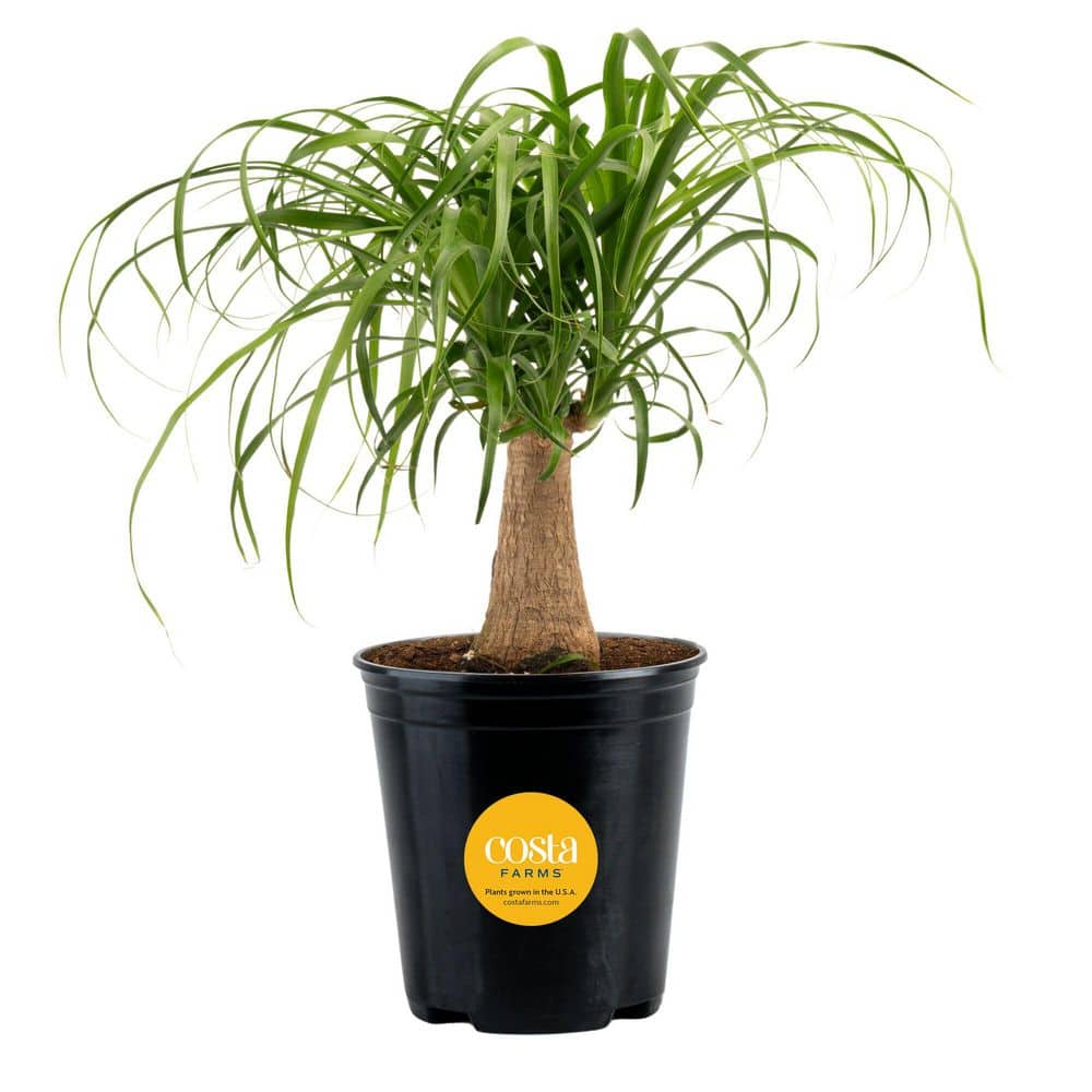Costa Farms Ponytail Indoor Palm in 6 in. Grower Pot, Avg. Shipping ...