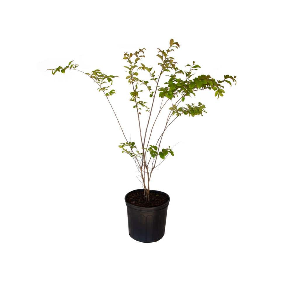 FLOWERWOOD 2.5 Gal. Natchez Crape Myrtle Tree with White Blooms and ...