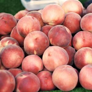 Alder & Oak #5 Container 'Tropic Snow' Peach Tree FRPT05 - The Home Depot