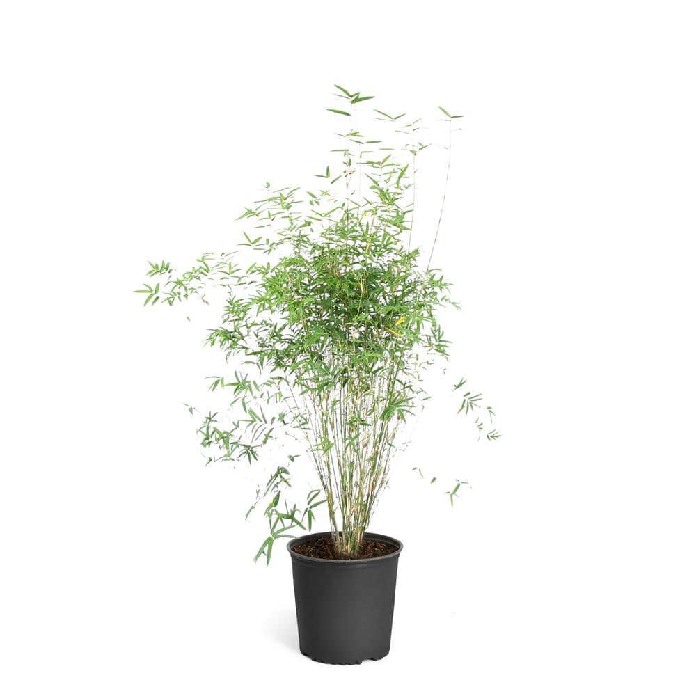 Brighter Blooms 3 Gal. Golden Bamboo Tree BAM-GOL-34-3 - The Home Depot