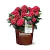 SOUTHERN LIVING 2.5 qt. Heart Throb Hydrangea Shrub, Live Blooming ...