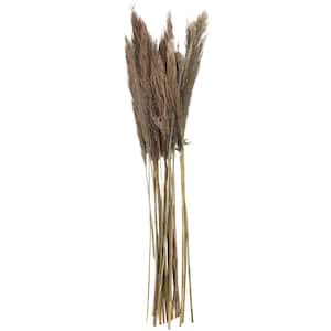 Litton Lane 35 in. Pampas Natural Foliage with Long Stems (1 Bundle ...